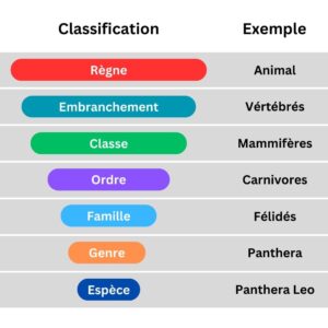 La classification scientifique du règne animal : principes, niveaux et ...