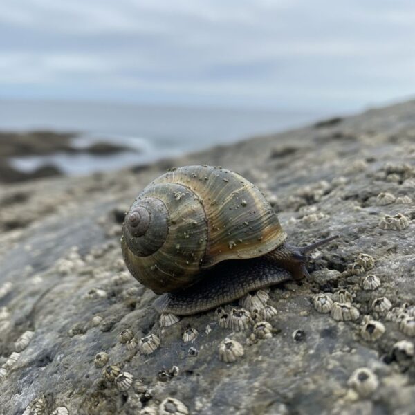 Mollusques : LA liste complète - Liste Animaux