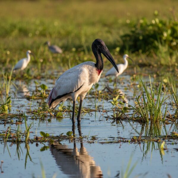 Jabiru : origines et caractéristiques - Liste Animaux