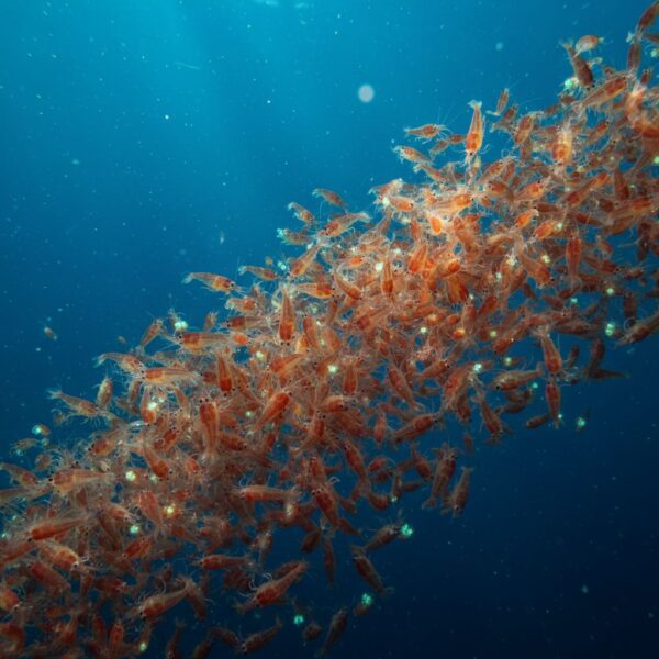 Krill : origines et caractéristiques - Liste Animaux