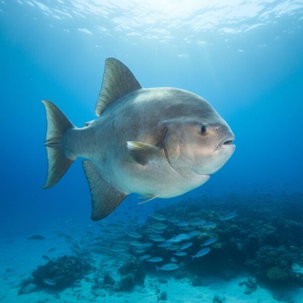 Mola mola : origines et caractéristiques - Liste Animaux