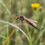 Tipule : origines et caractéristiques - Liste Animaux